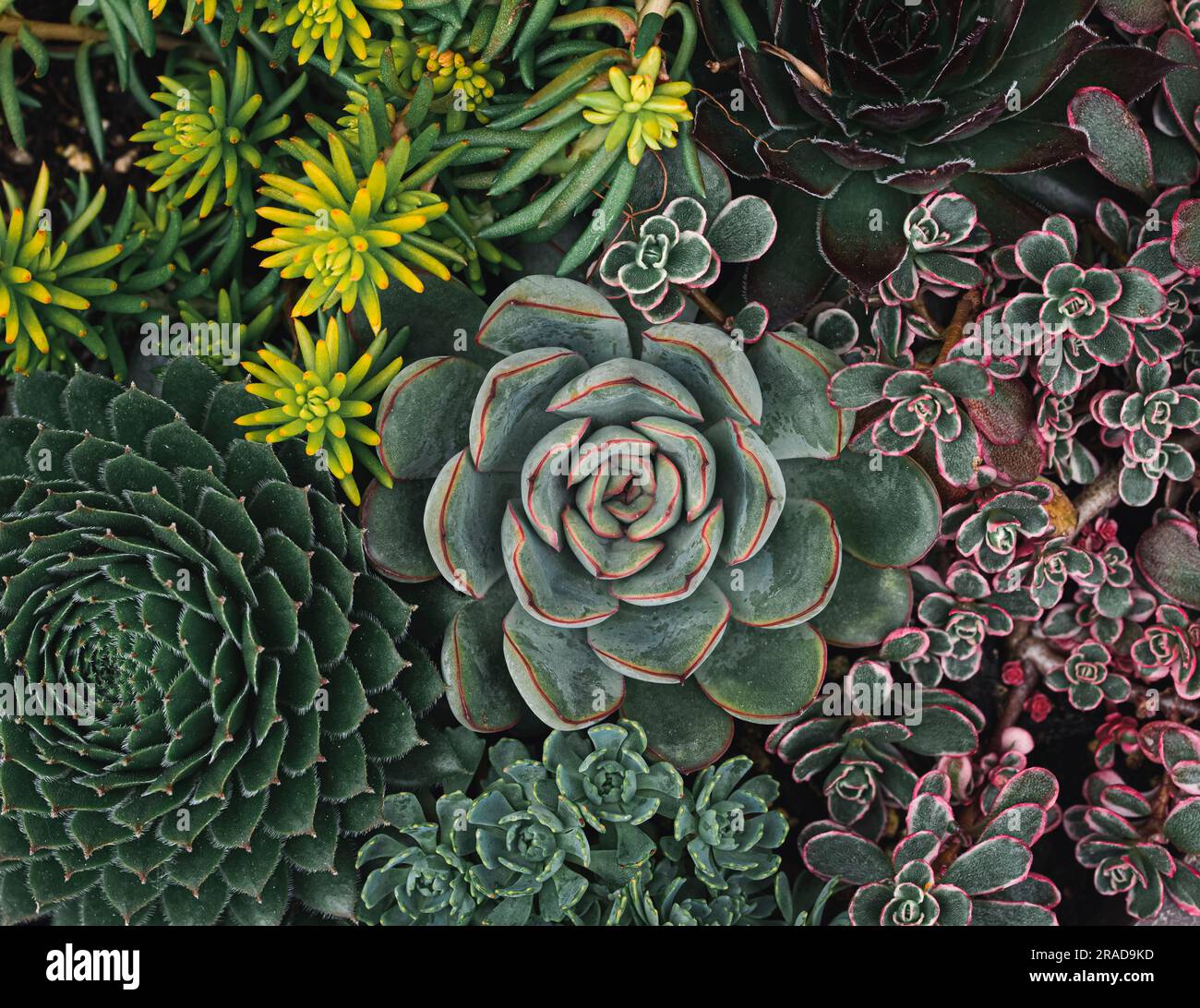 Plants shape variety hi-res stock photography and images - Alamy