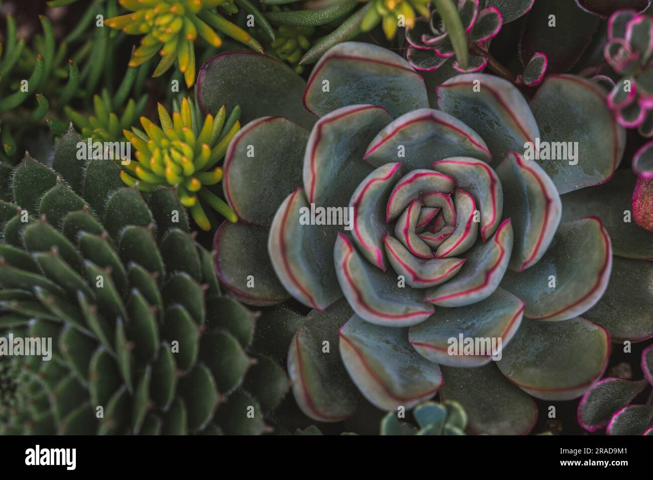 Plants shape variety hi-res stock photography and images - Alamy