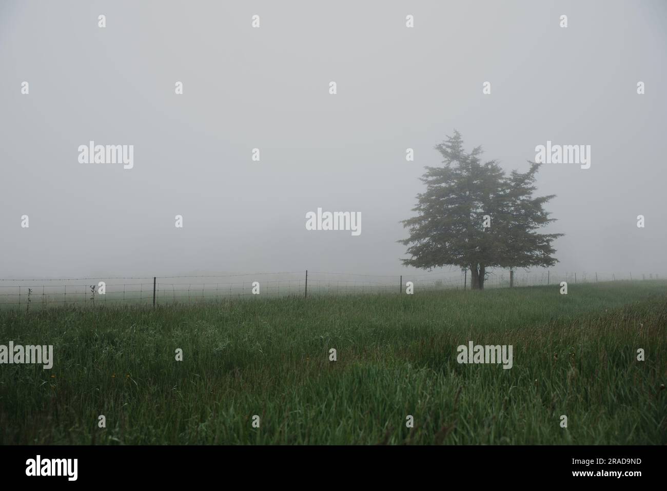 Lone tree in a grassy field on a foggy day Stock Photo - Alamy