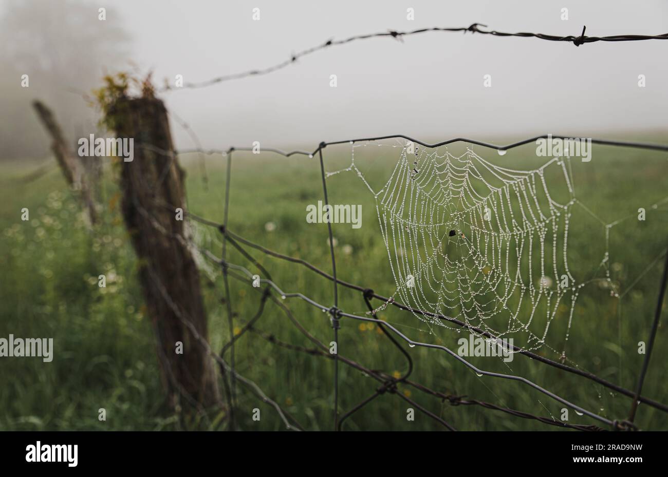 Spider web on grass covered with dew hi-res stock photography and ...