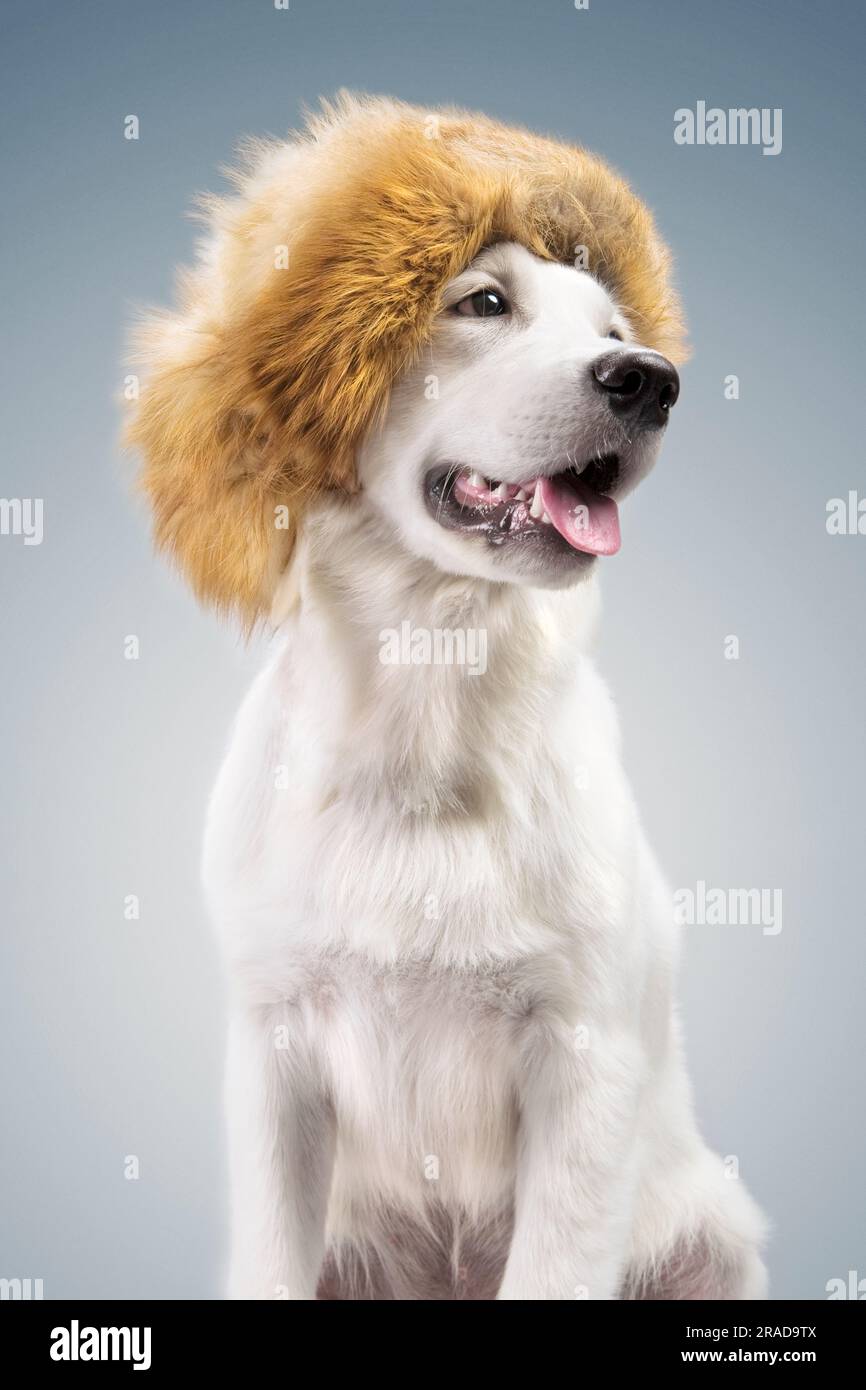 Dog acting human hi-res stock photography and images - Alamy