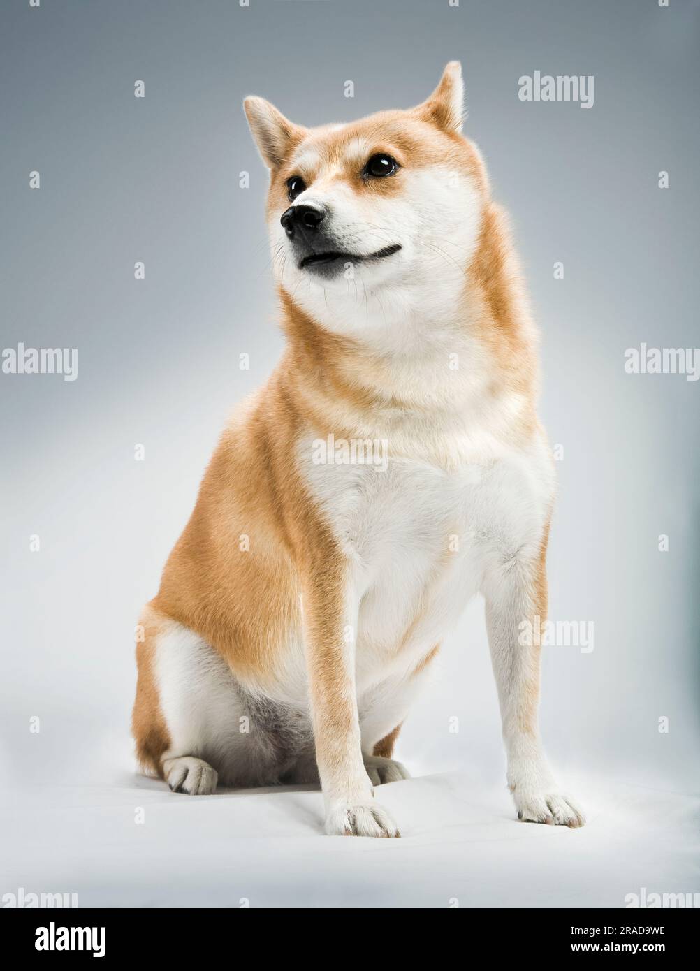 Dog in a Photo Studio posing as a model. Human acting Stock Photo - Alamy