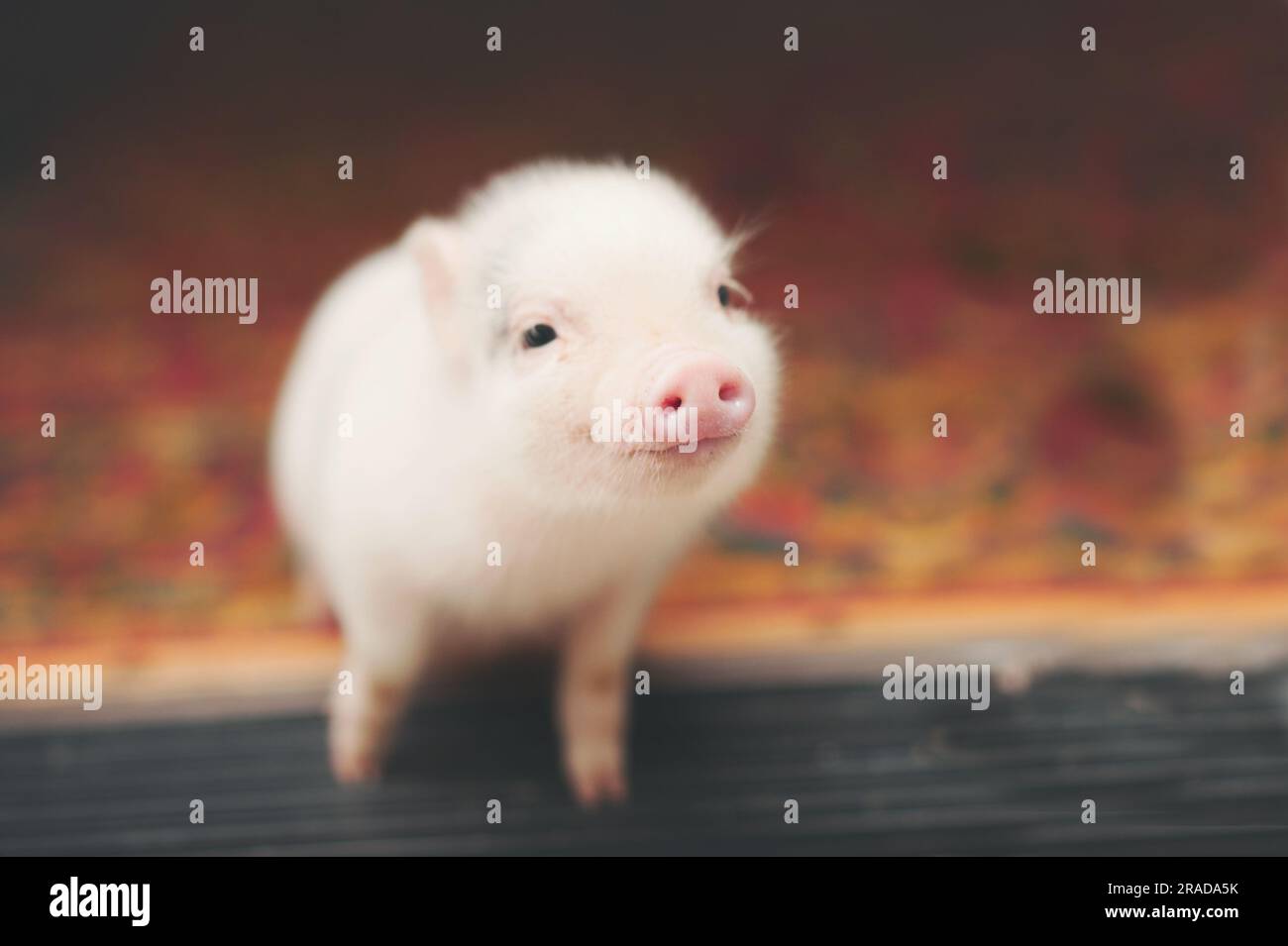 pig smiling on a doorstep Stock Photo - Alamy