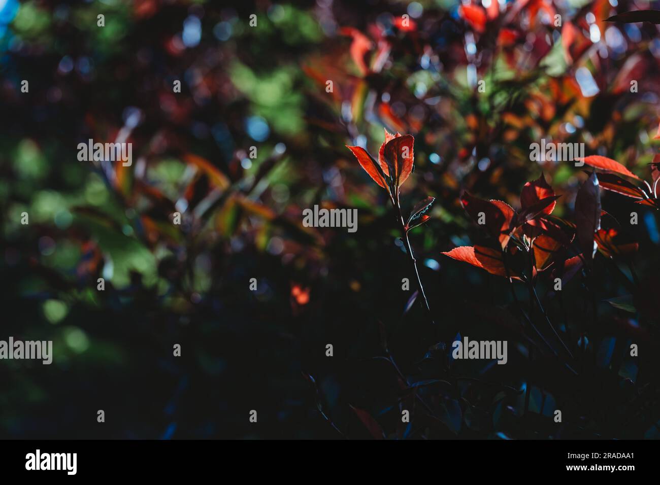 Side view of red leaves in garden Stock Photo - Alamy