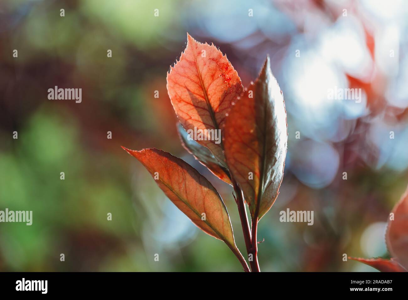 Leaves with nature plants hi-res stock photography and images - Alamy