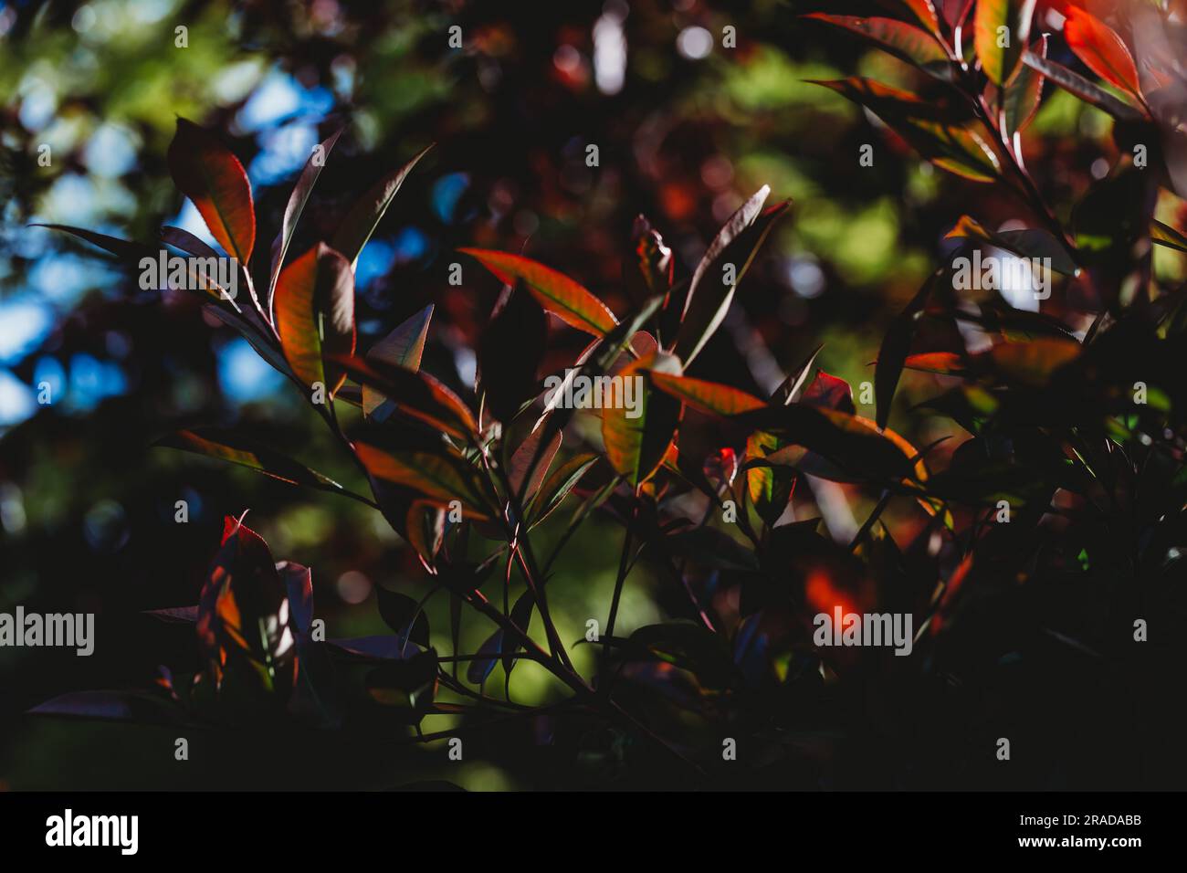 Photinia bright leaves hi-res stock photography and images - Alamy