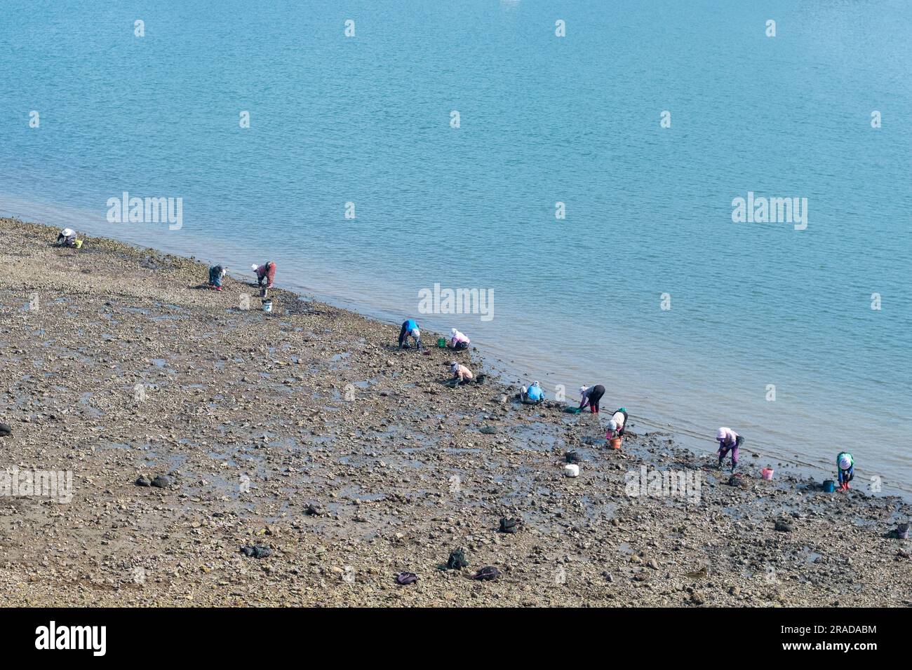The images of grandmothers digging for shellfish Stock Photo - Alamy