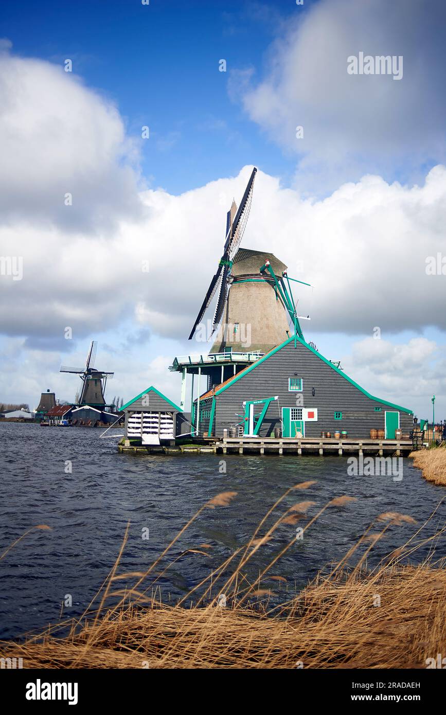 Traditional Dutch windmill at Zaanse Schans through high grass Stock ...