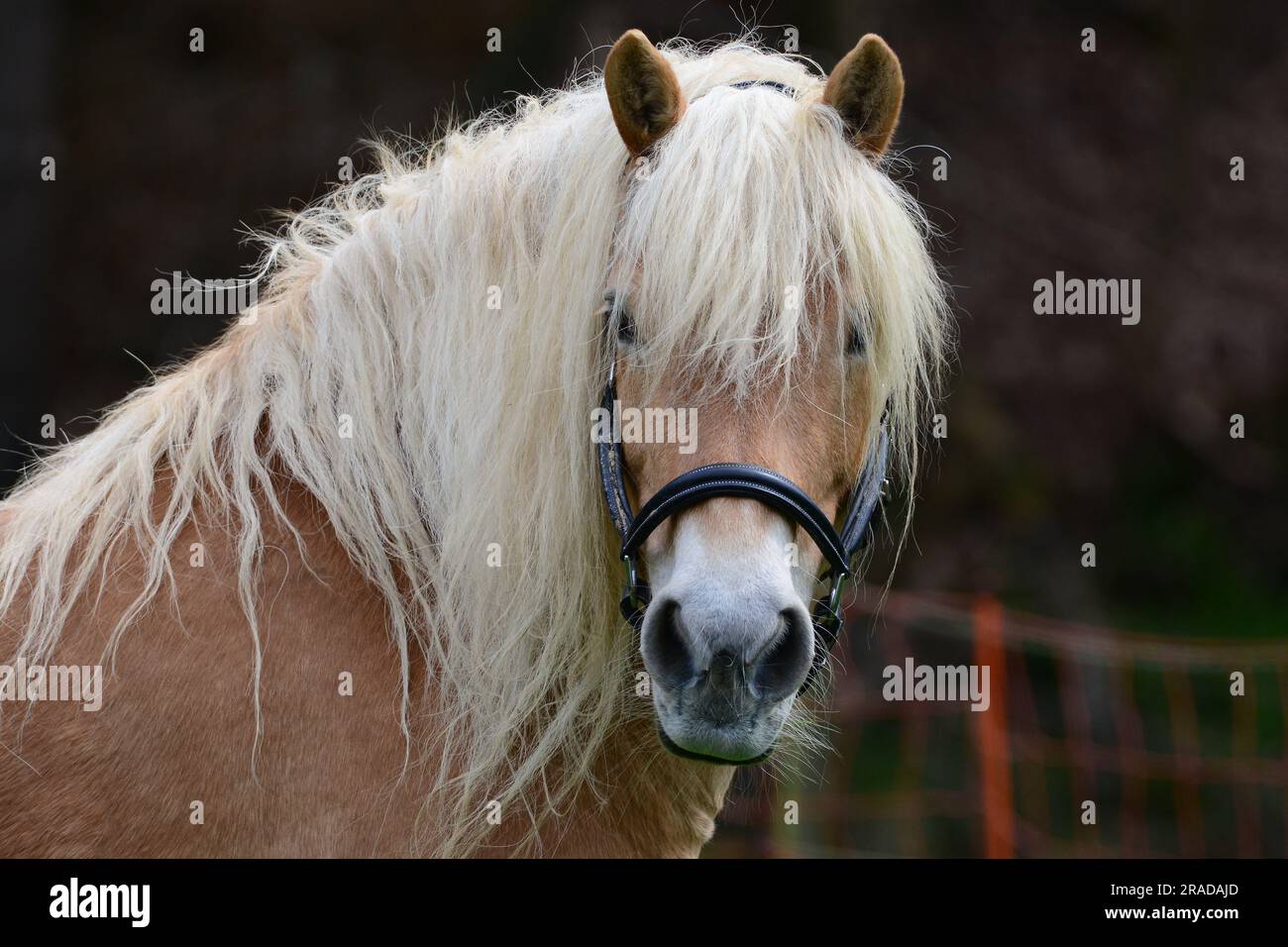 Blondie the horse hi-res stock photography and images - Alamy