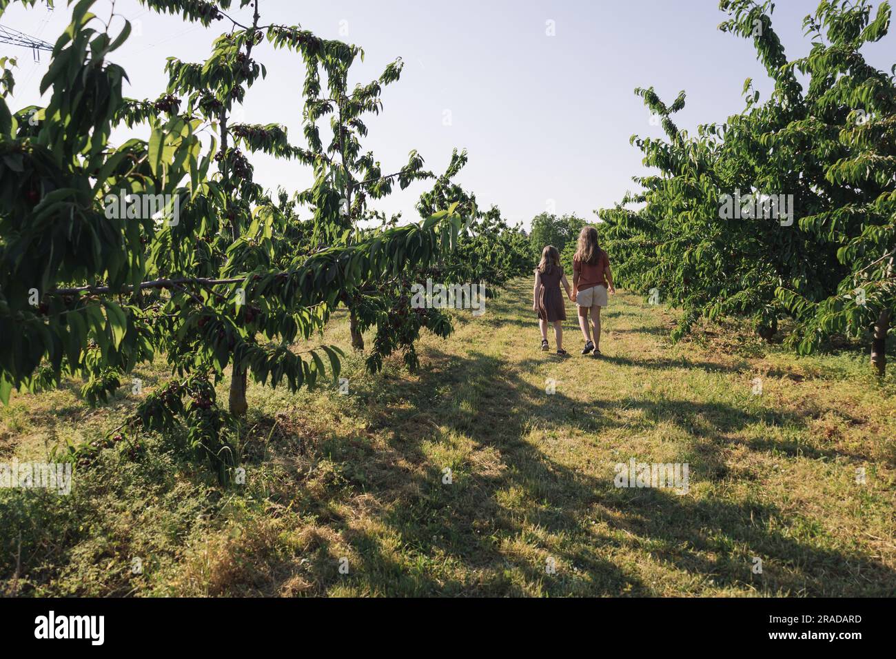 two girls walk in the orchard, country life, cherry harvesting Stock ...