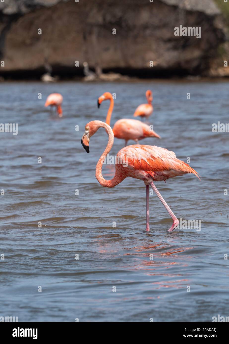 A number of red flamingos (Phoenicopterus rubber) in the water of ...