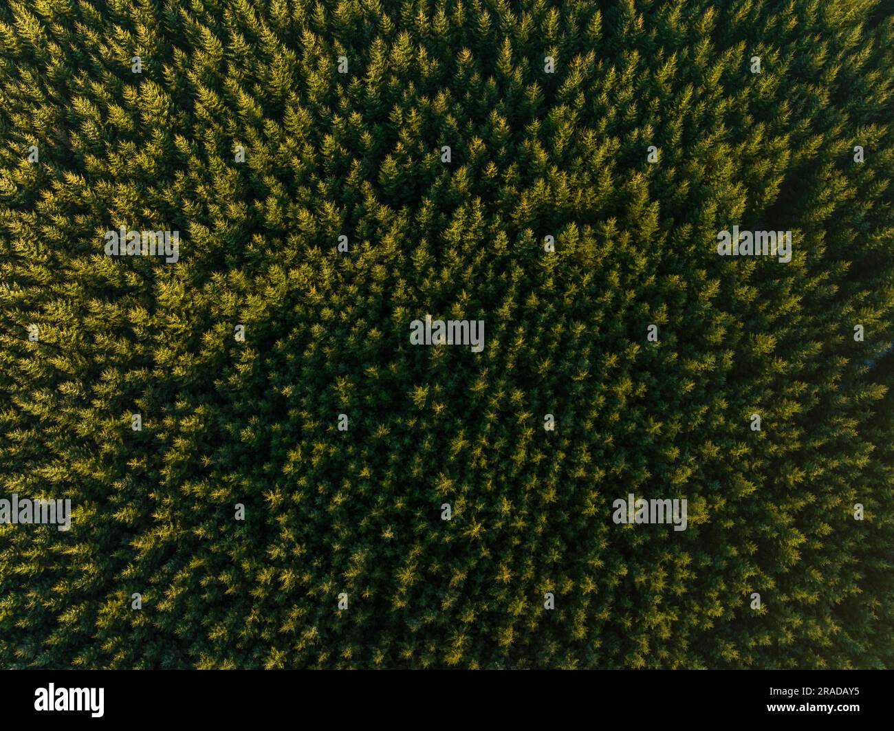 An aerial view of Scots Pine Gisburn Forest, Lancashire, UK Stock Photo ...