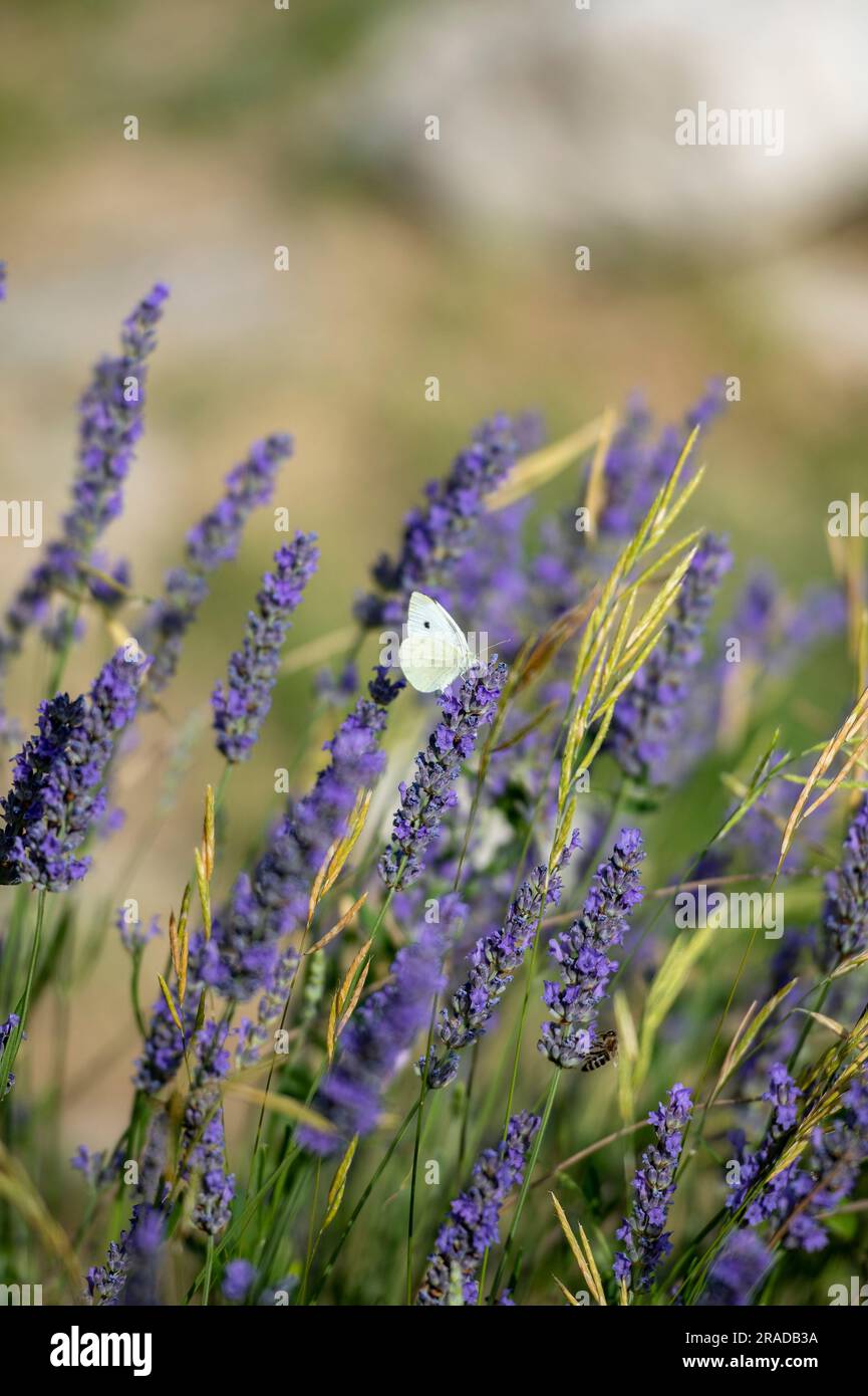 small white butterfly on wild growing scented lavender Stock Photo - Alamy