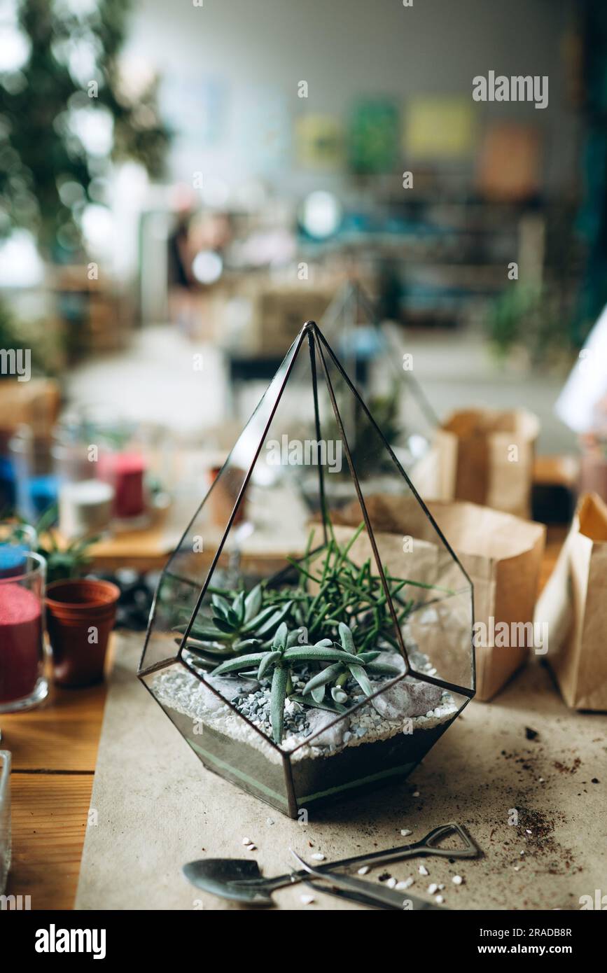 Florist arrangement succulents natural plants into glass florarium on ...