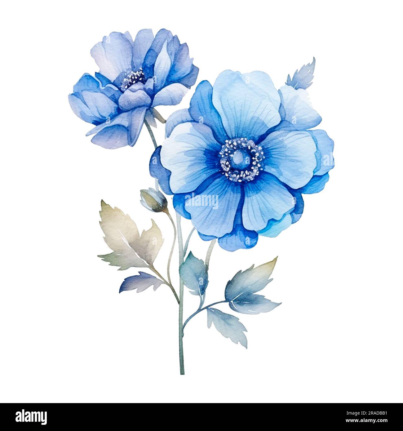 Watercolor blue flower. Anemone on a white background Stock Photo - Alamy