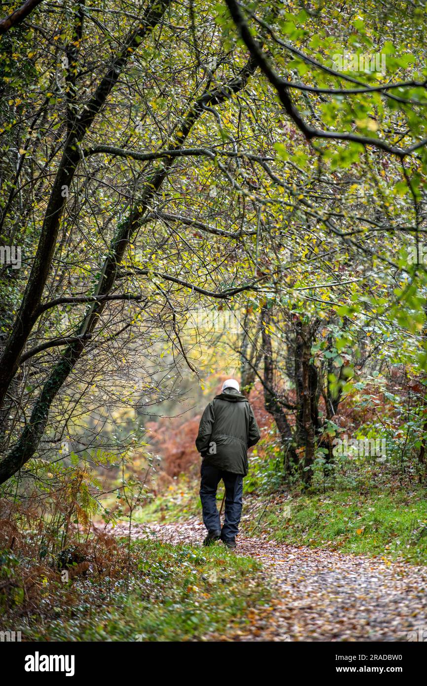 older man walking alone through woodland Stock Photo - Alamy