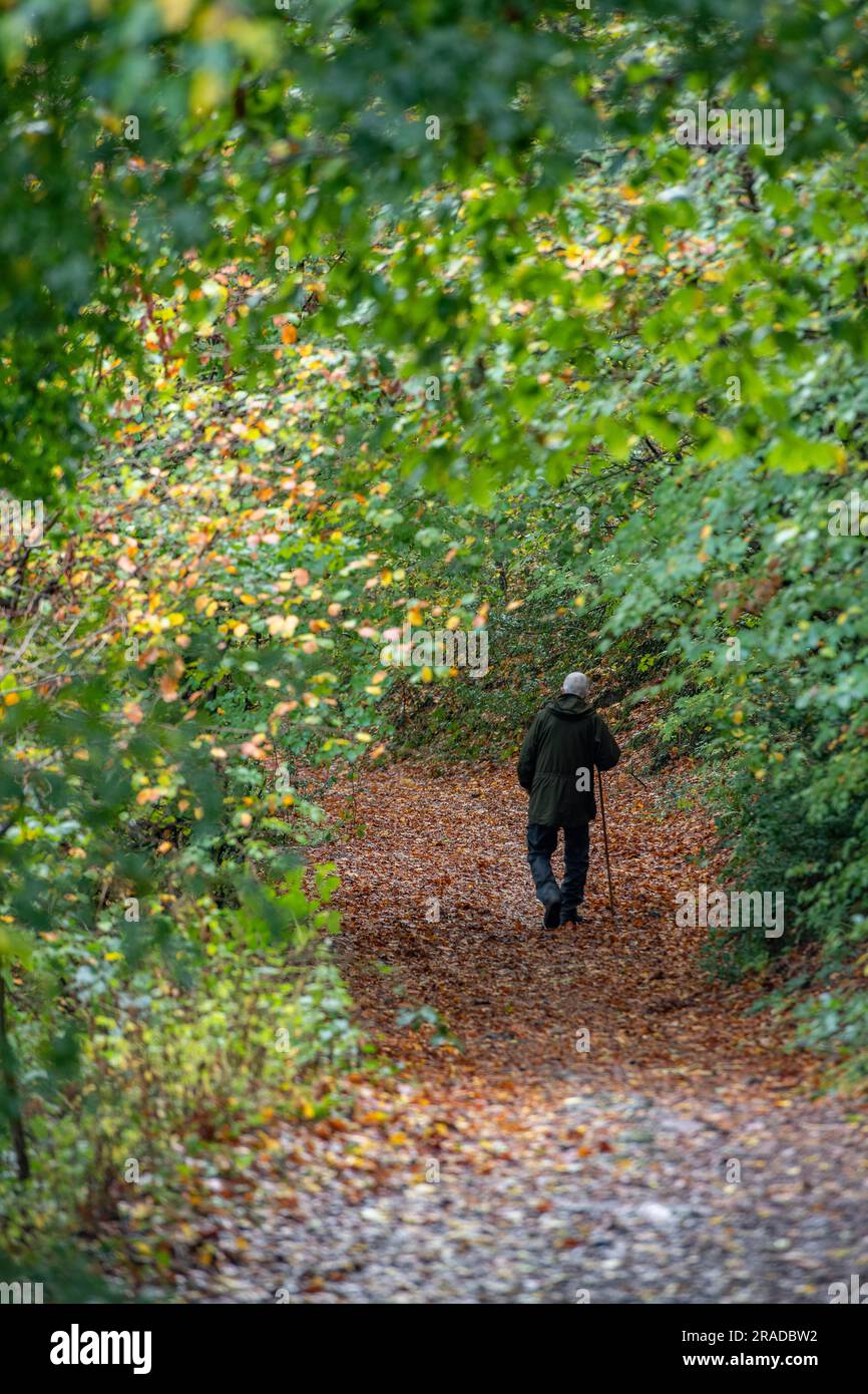 older man walking alone through woodland, middle-aged retired man ...
