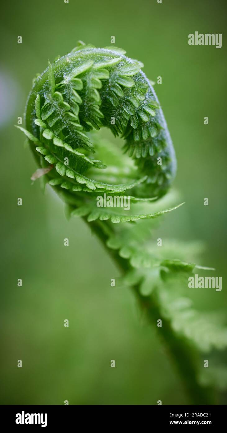 Young spiral fern leaf hi-res stock photography and images - Alamy