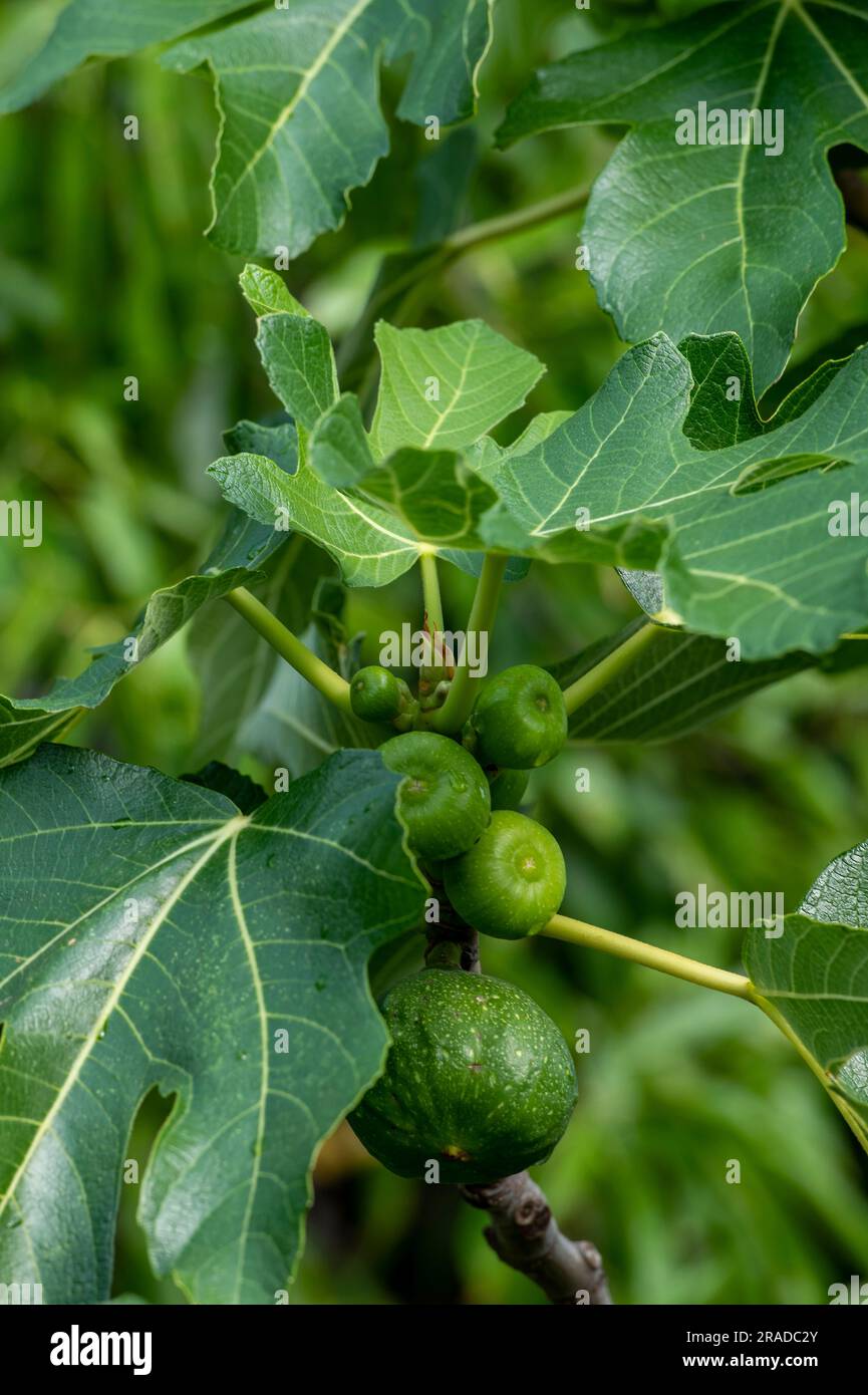 green figs growing on a leafy tree close-up, figs growing wild ...