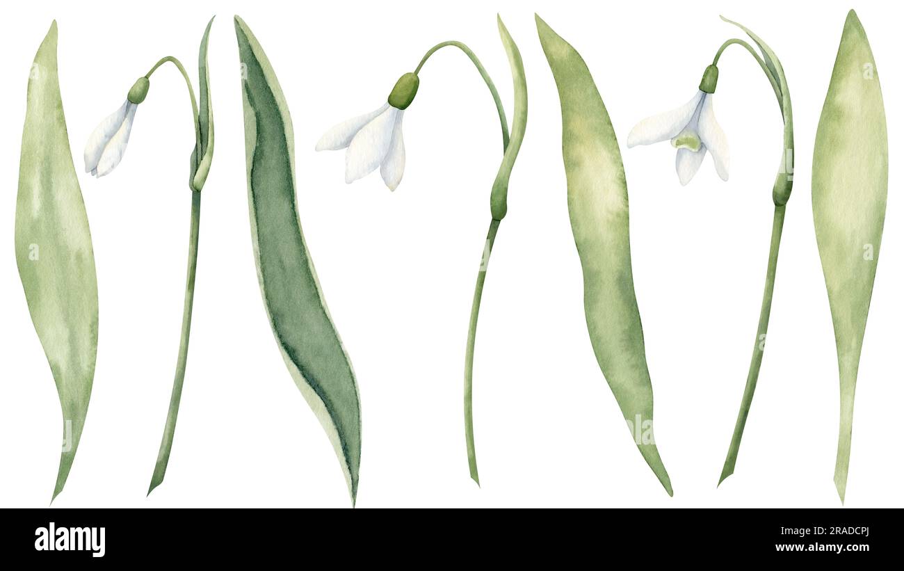 Snowdrop Flowers set with green leaves. Hand drawn watercolor ...