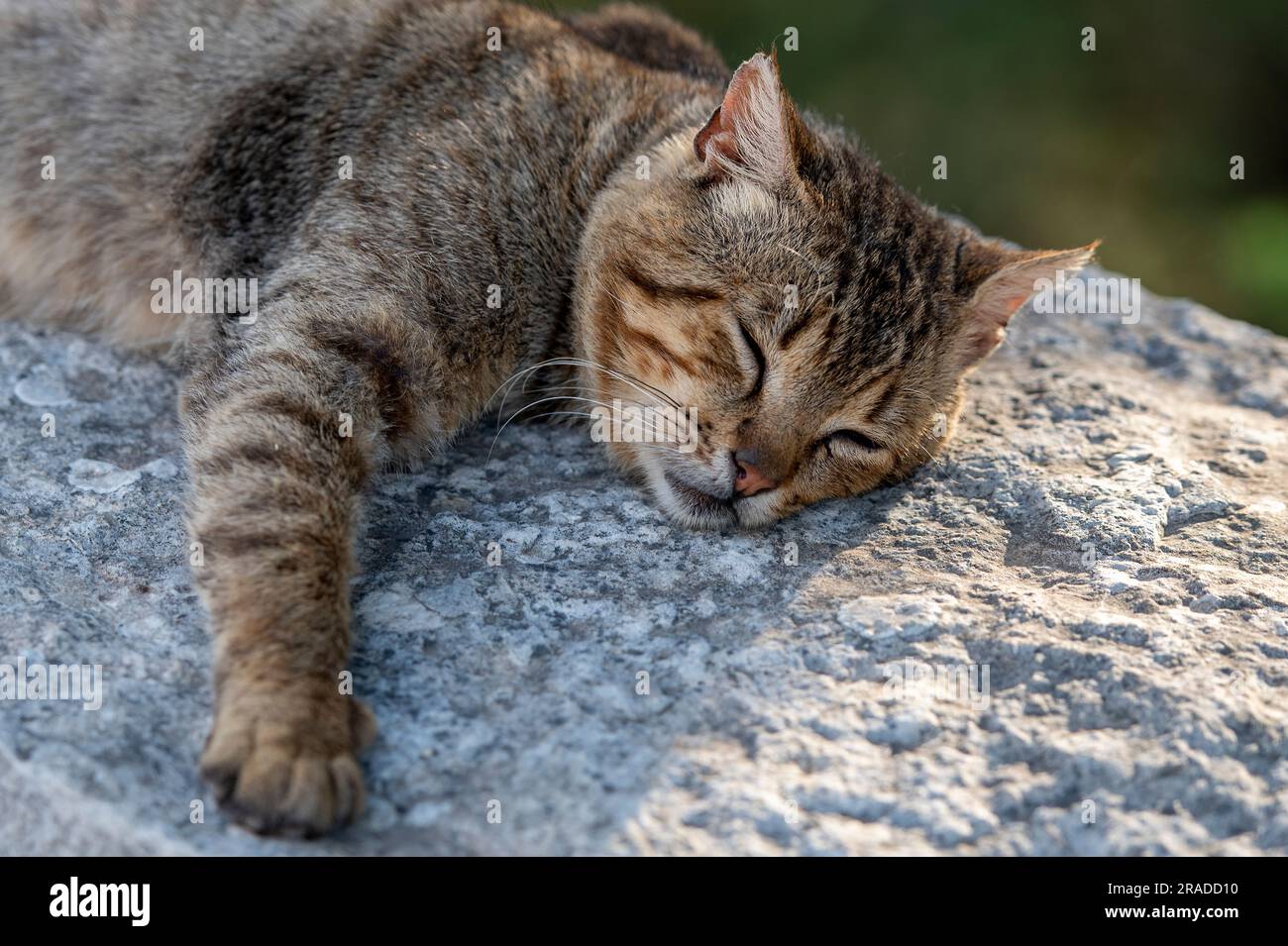 cute cat sleeping on a rock in the sunshine, tabby cat asleep in the sun, cat taking it easy ...