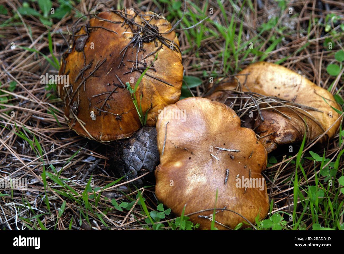 Greece, Rhodes island Embonas village and Atavyros mountain Stock Photo ...