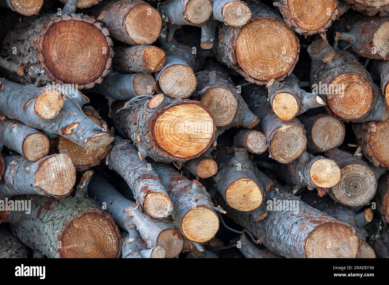 pile of logs, firewood, cut logs, timber yard, wooden logs, firewood ...