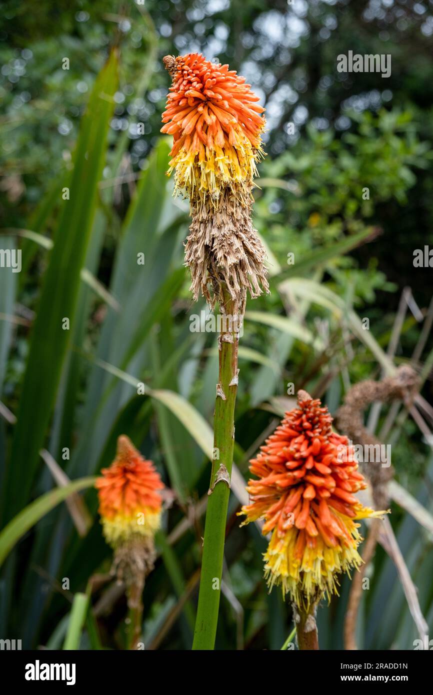 Aloe vera flowers blooming in New Zealand in Summer on the North Island ...