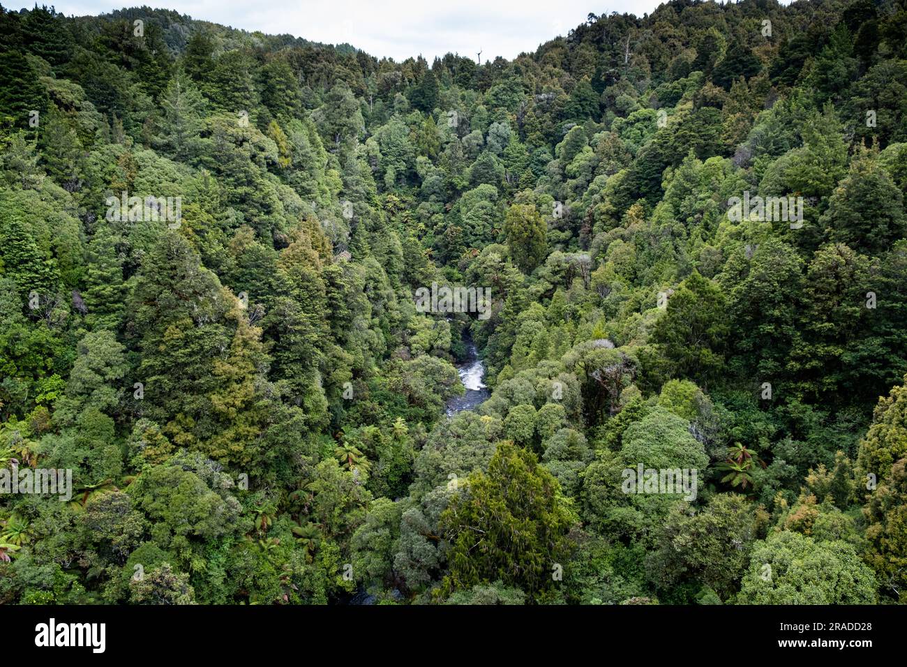Maramataha hi-res stock photography and images - Alamy