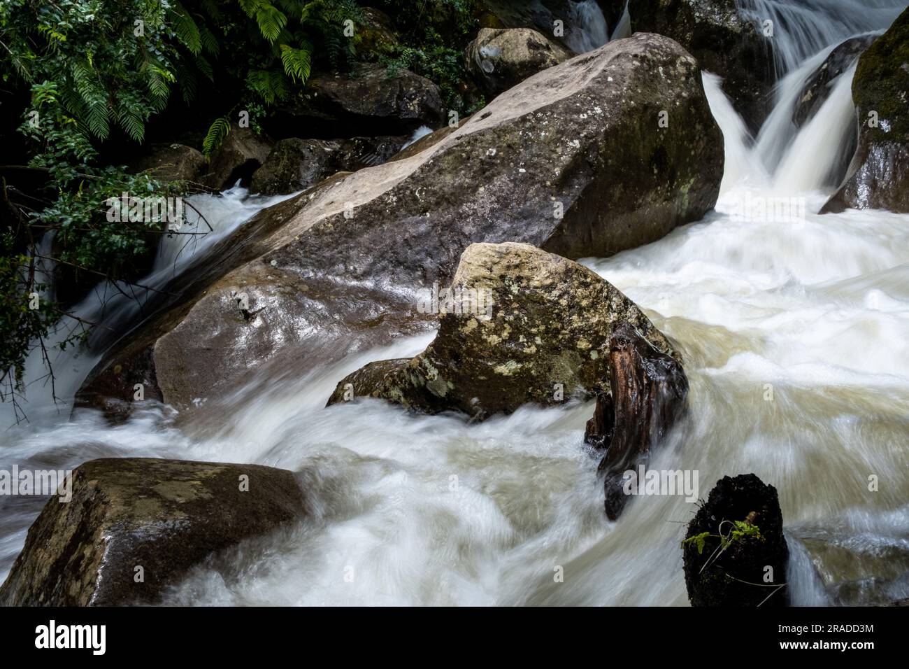 Pureora ongarue hi-res stock photography and images - Alamy