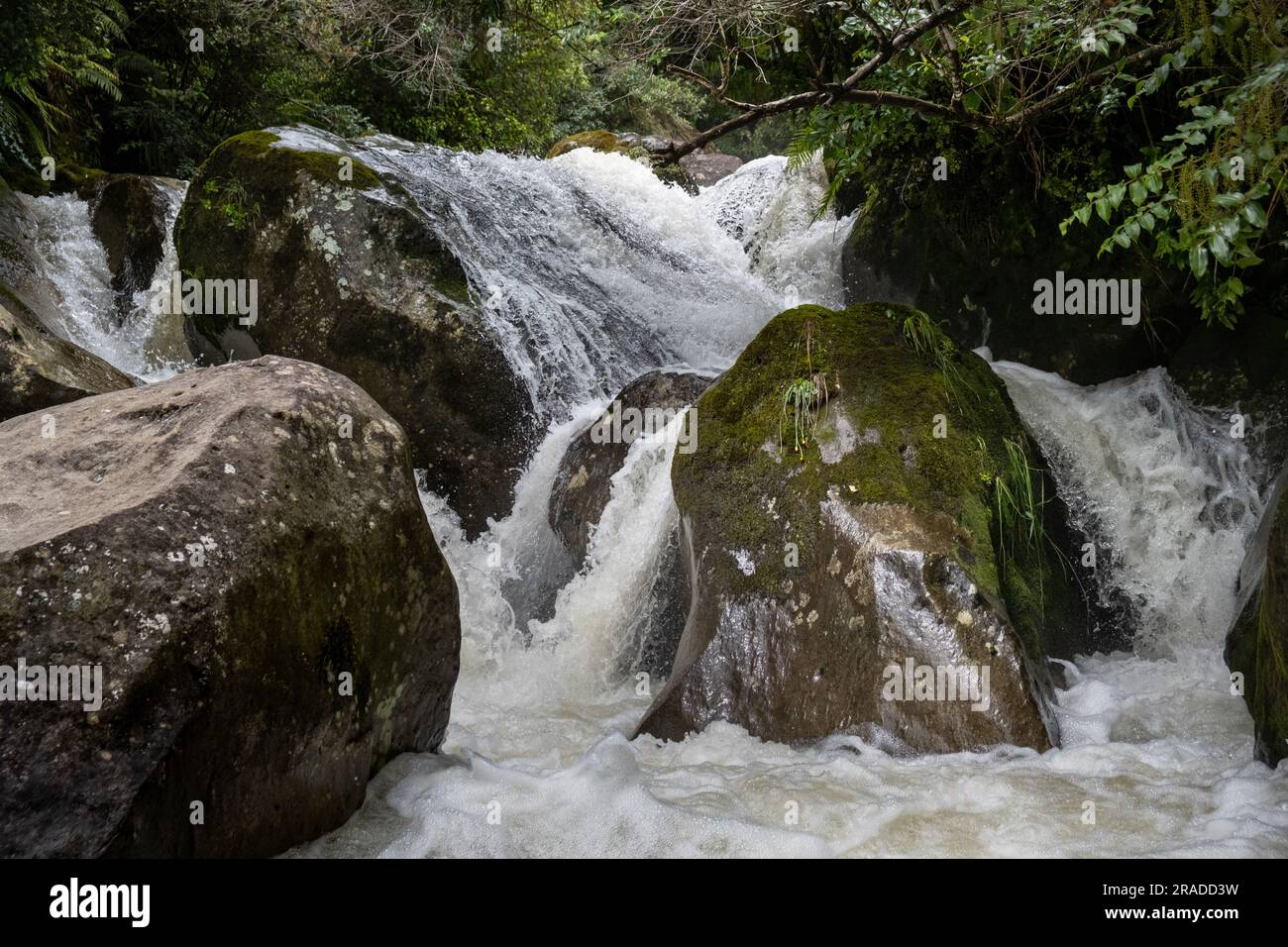 The rapids at Waione Stream – a waterfall rest stop on the Pureora ...