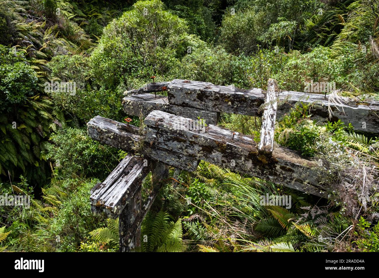 Pureora-Ongarue Timber Trail near Taumarunui in King Country, North ...