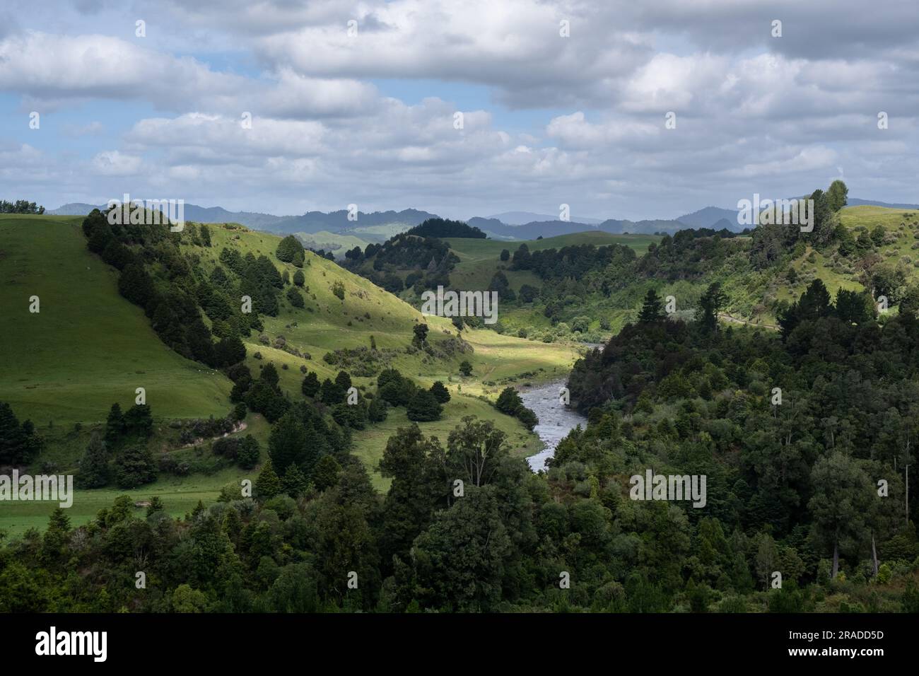 The bucolic green countryside near Piriaka Lookout overlooking the Whanganui River valley near ...