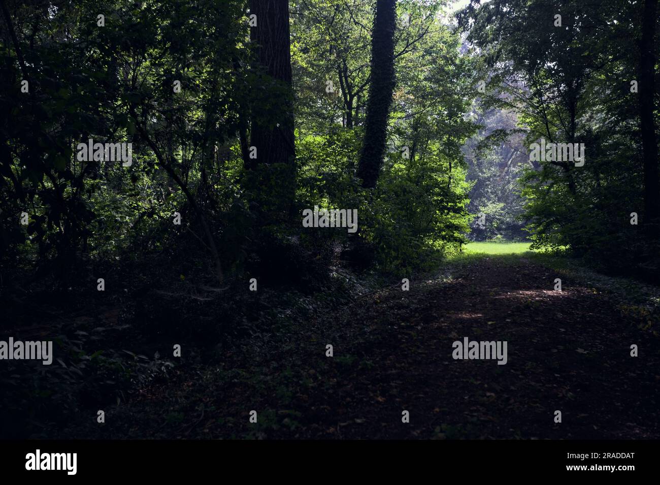 Shady path in a park that leads to a lawn on a sunny day in the italian ...