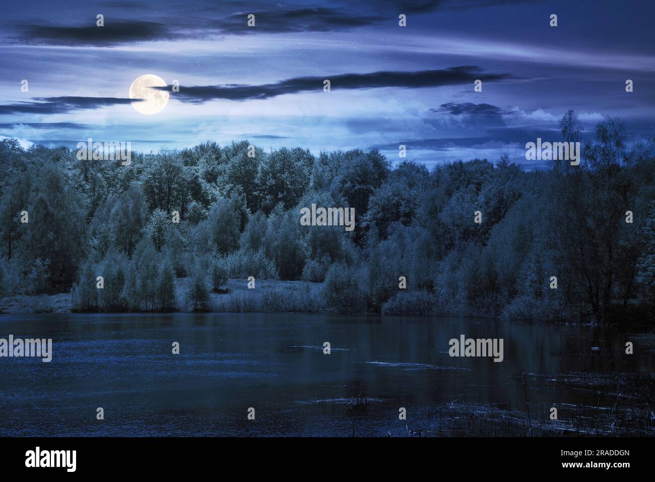 lake among the forest at night. trees reflecting in the water. midnight ...