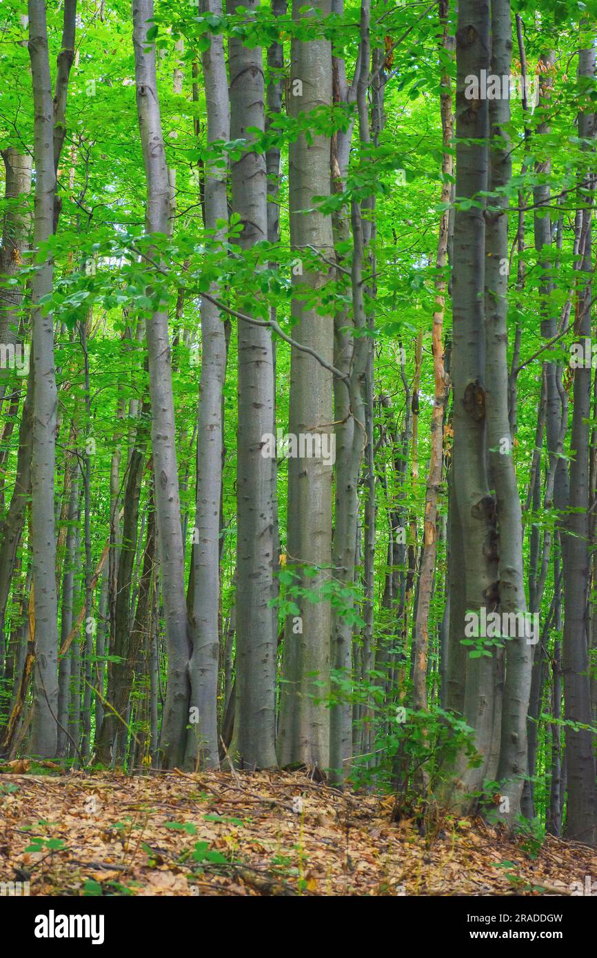 explore wilderness scenery of carpathian forests. path among the trees ...