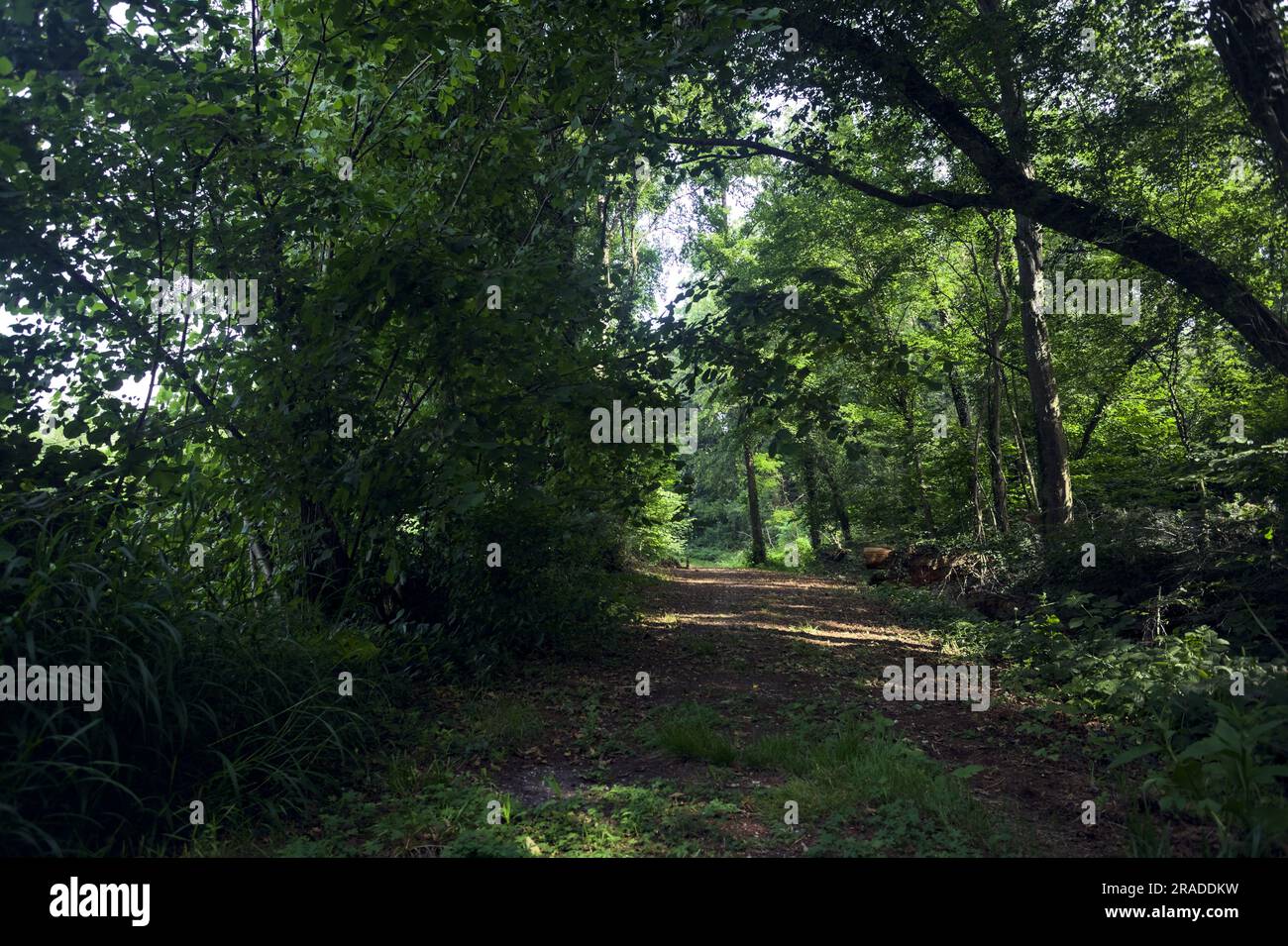 Dirt path in the shade passing under an arching tree in a park on a ...