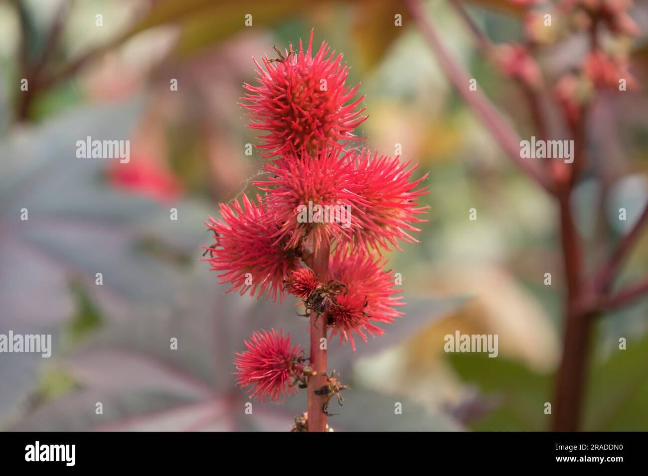 Ricin Plant (Ricinus communis), France Stock Photo - Alamy