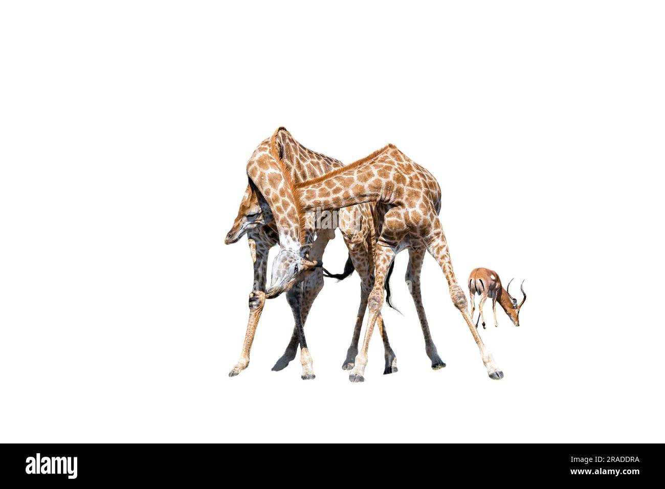 Two bull giraffe Cut Out Stock Images & Pictures - Alamy