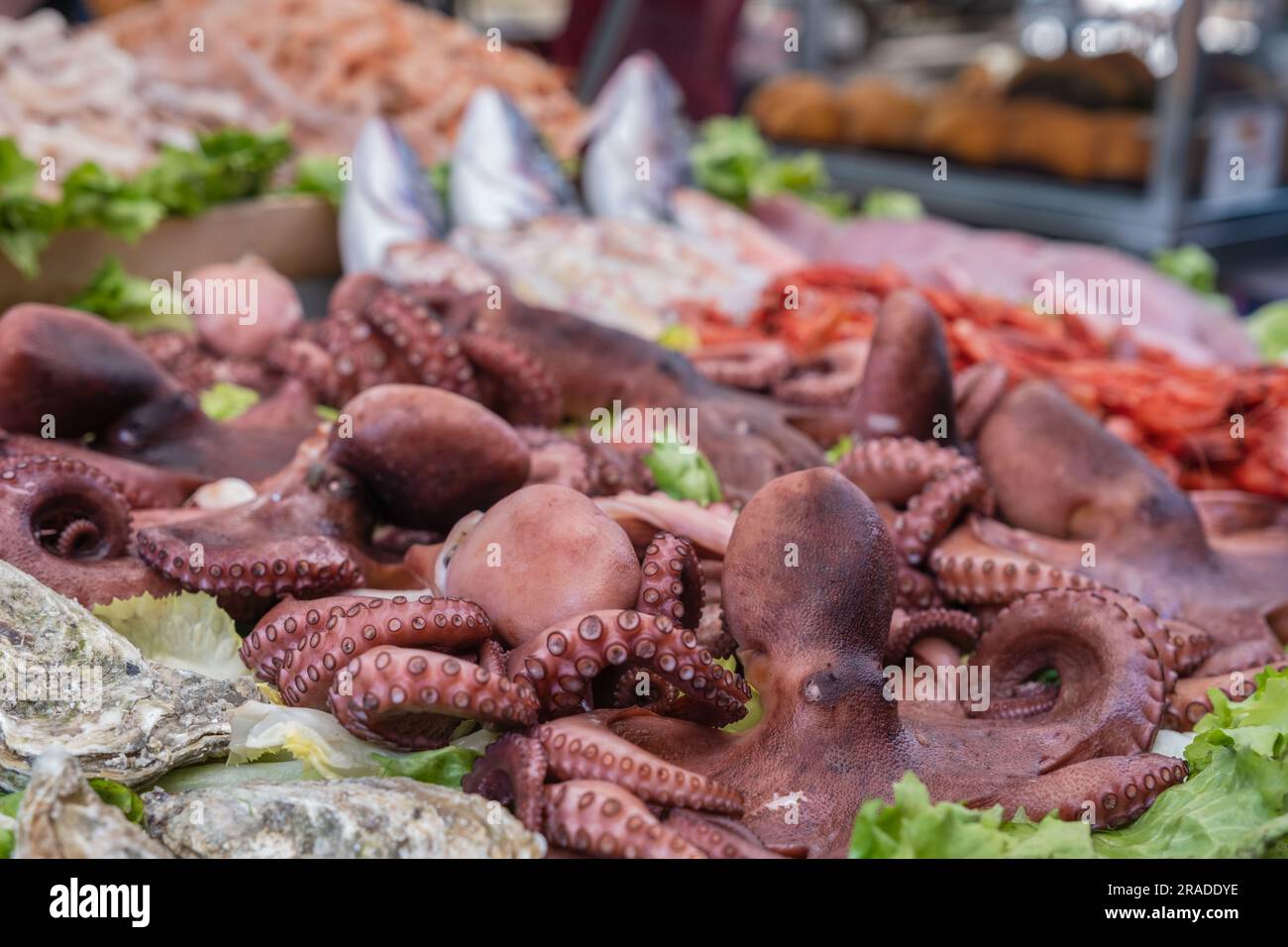 Octopus on food market Ballaro in Palermo, Sicily Stock Photo - Alamy