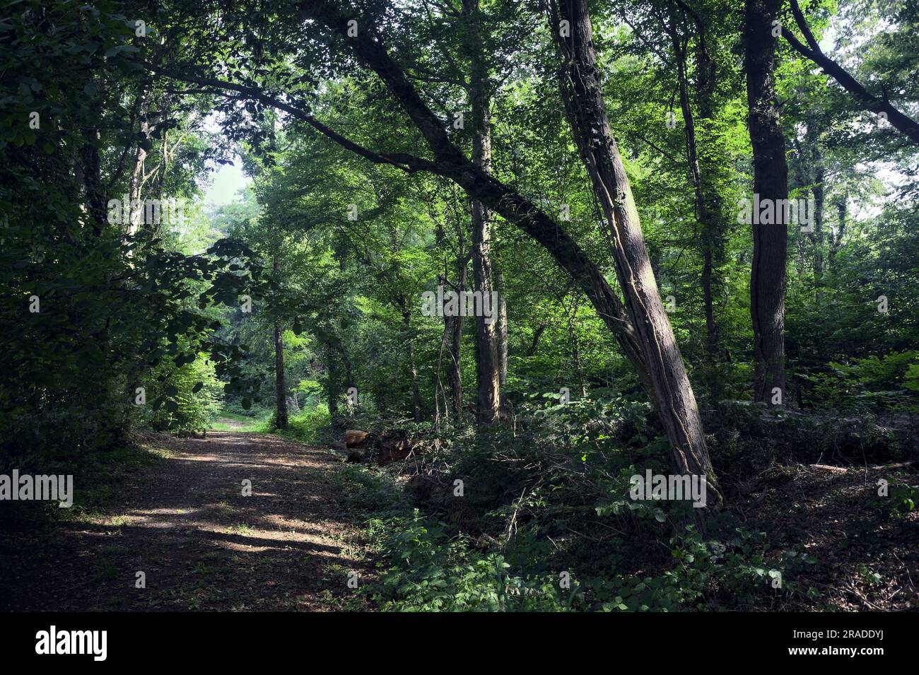 Shady pathway hi-res stock photography and images - Alamy