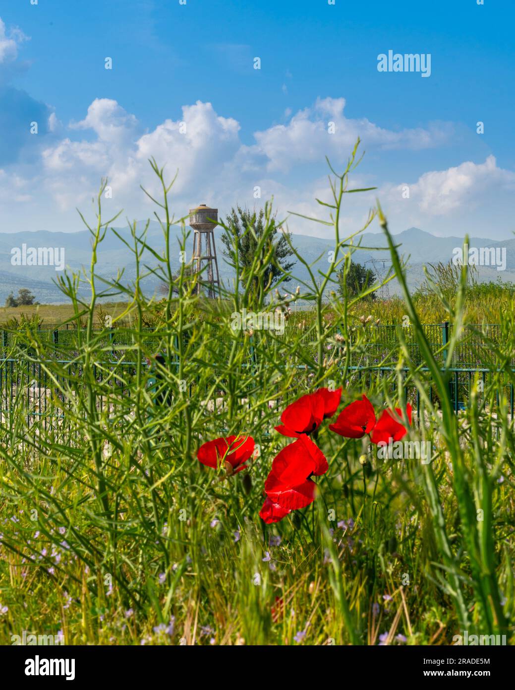 Poppy tank hi-res stock photography and images - Alamy