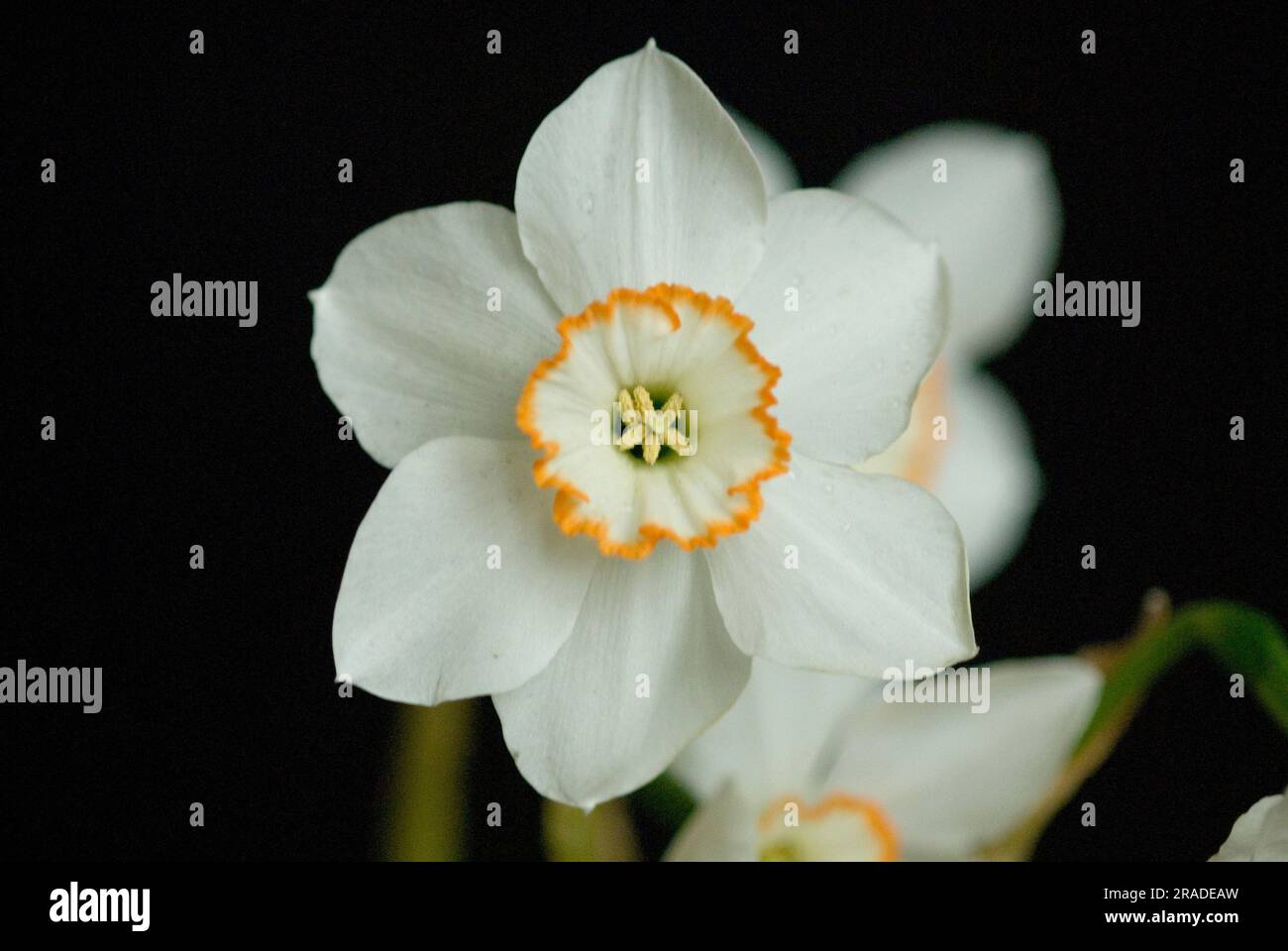 Detail of white poets eye daffodil bloom against a dark background ...