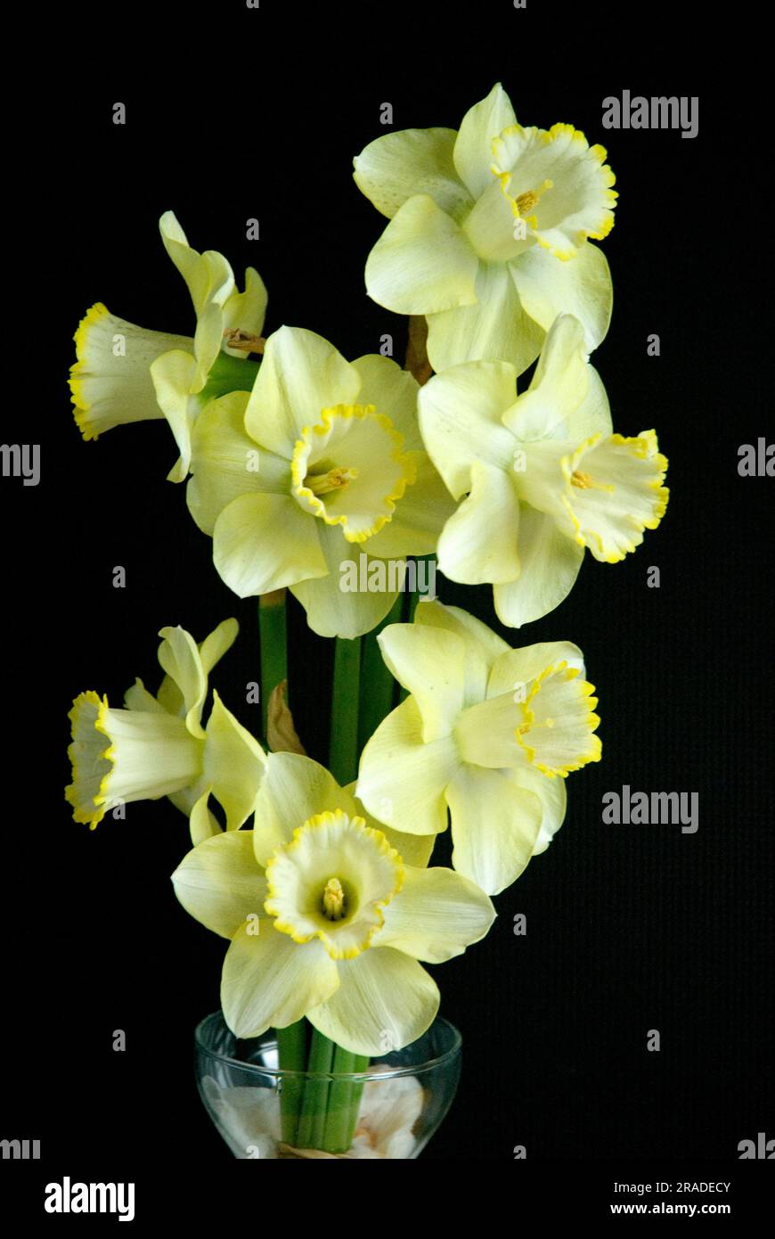 Daffodils in a glass vase Stock Photo - Alamy