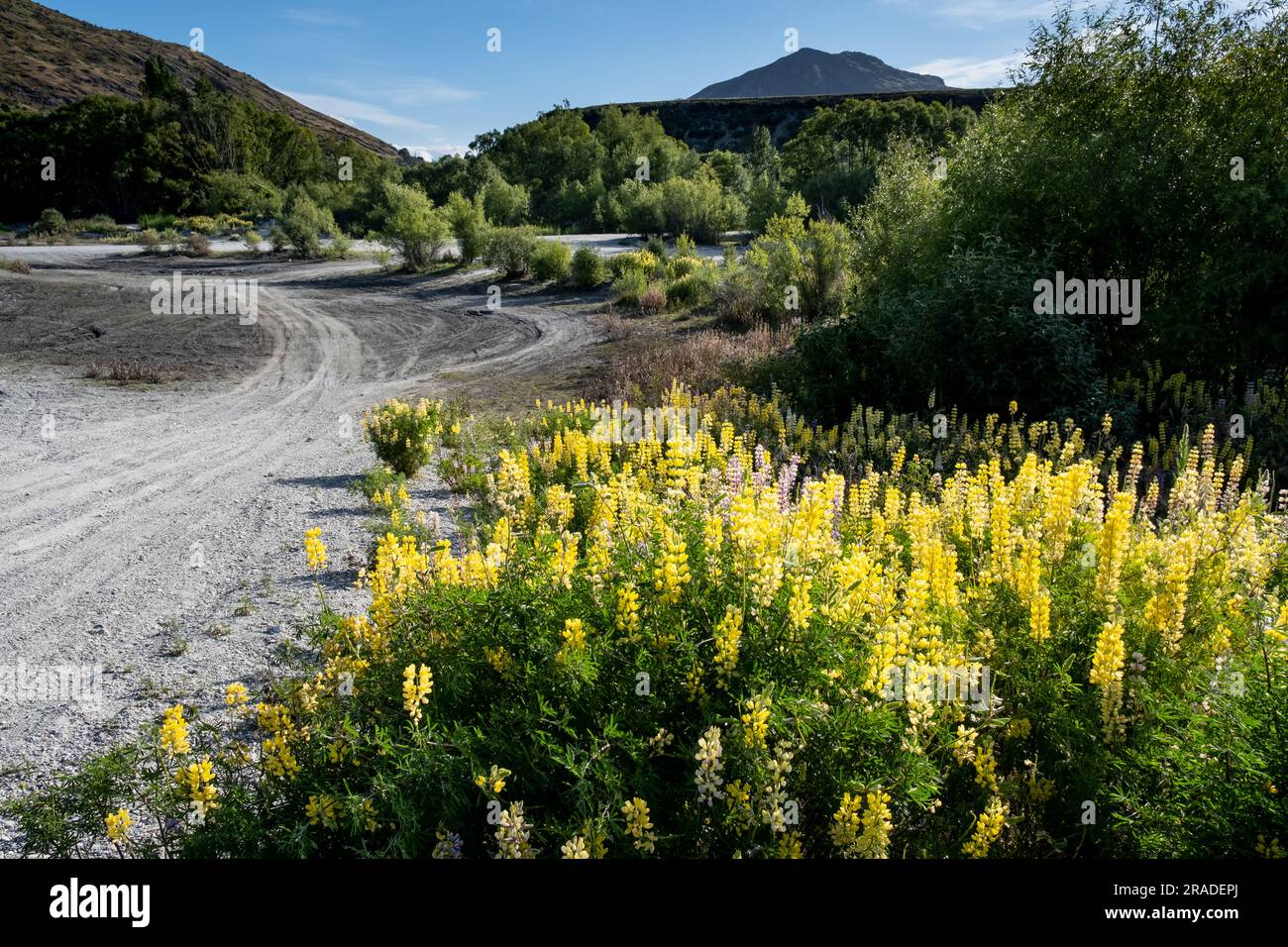 A dusty Shotover Delta in Summer on the popular cycle path that runs ...