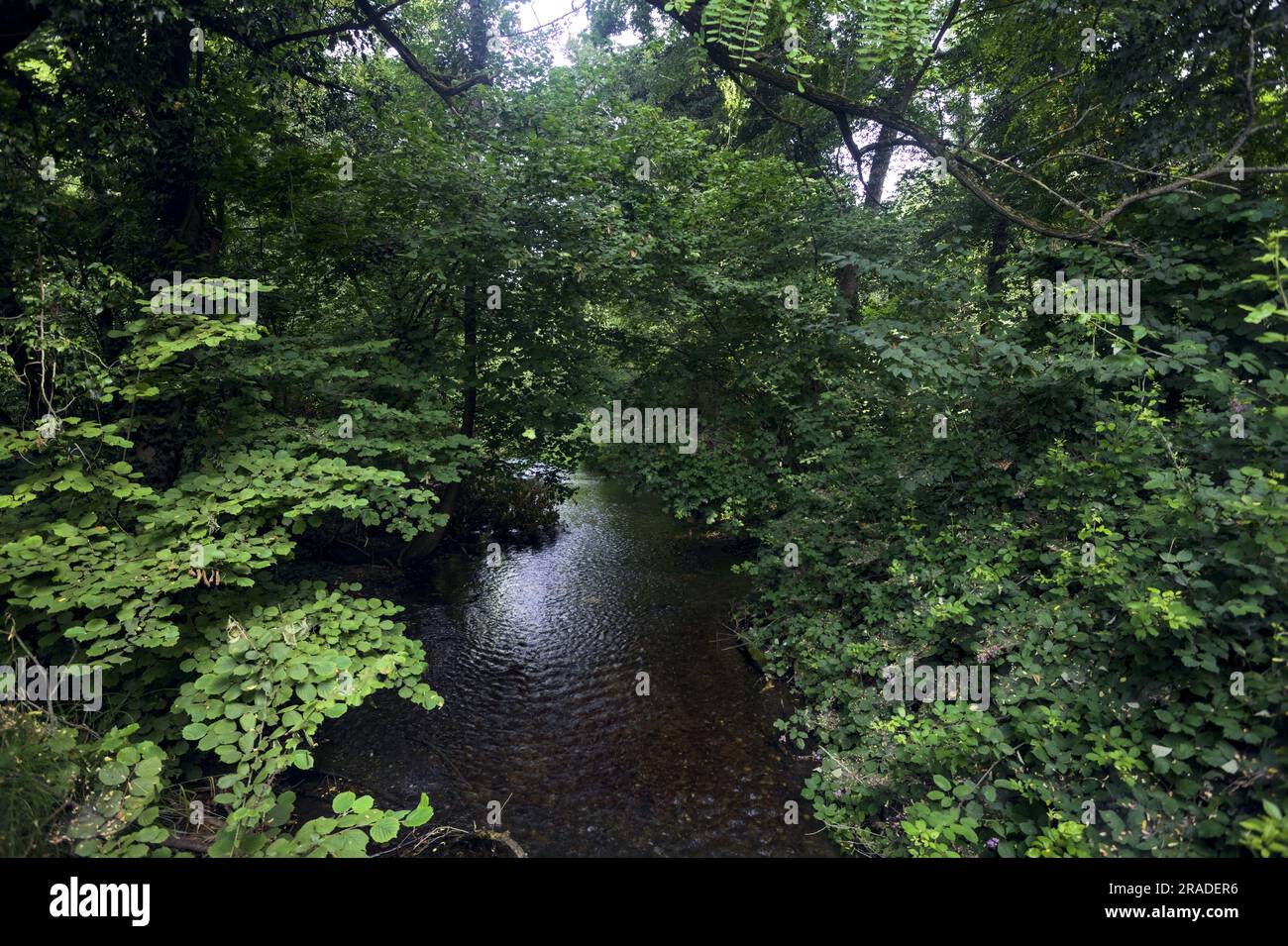 Brook in the forest hi-res stock photography and images - Alamy