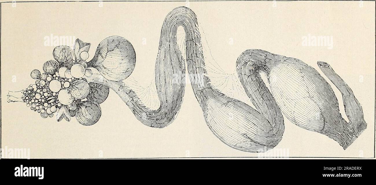 OVARY AND OVIDUCT OF A HEN Stock Photo - Alamy