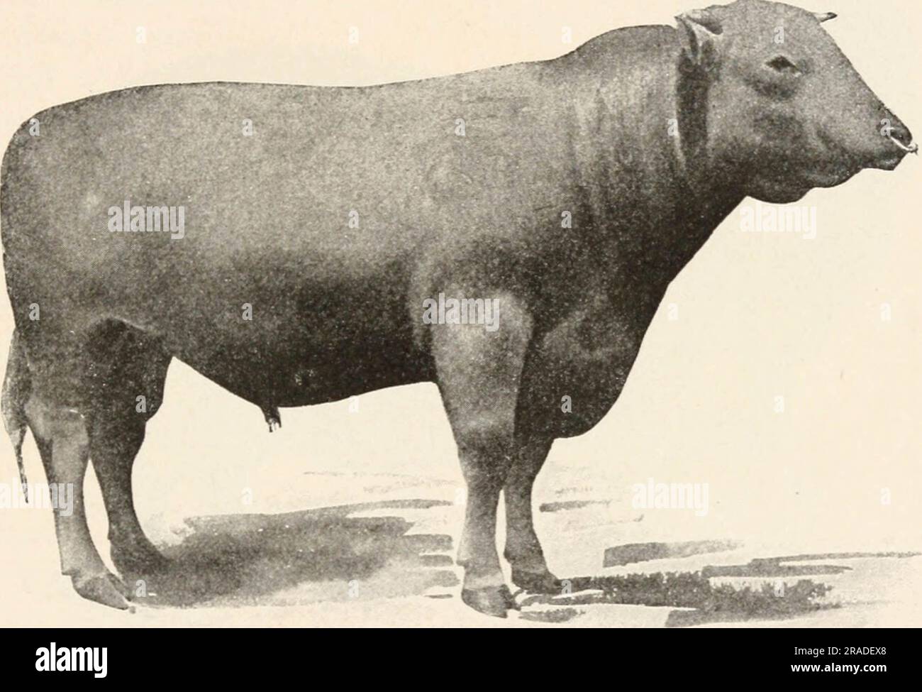 White Hall Sultan, a Shorthorn prize bull Stock Photo - Alamy