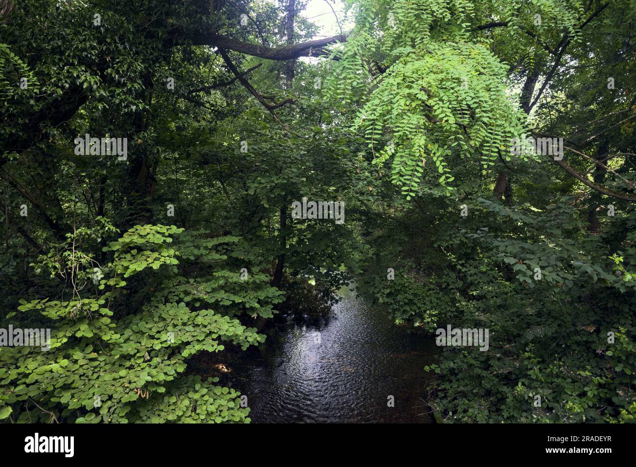Forest flow hi-res stock photography and images - Alamy
