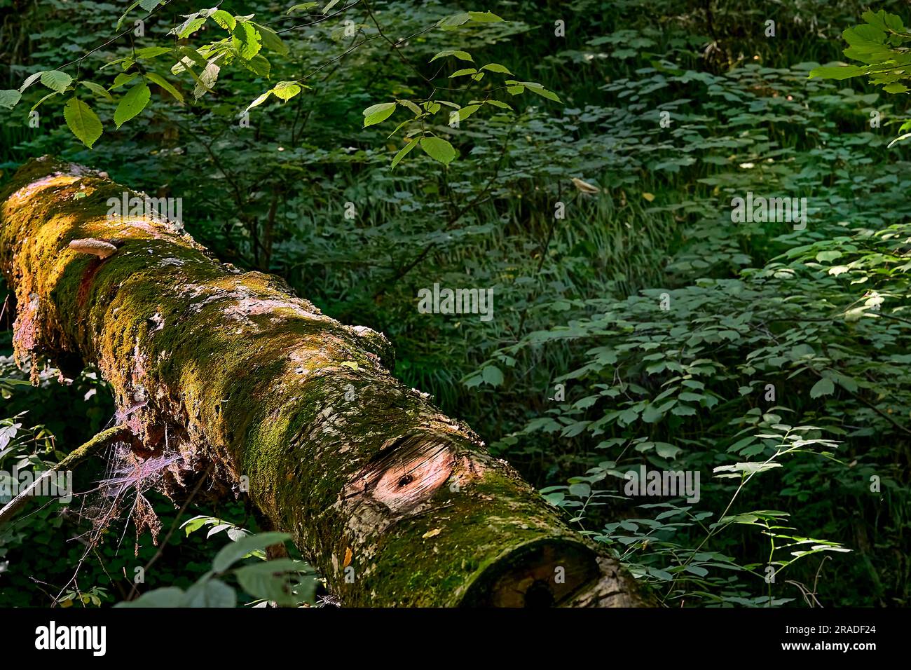 An old sawn tree overgrown with moss among wild thickets of greenery ...